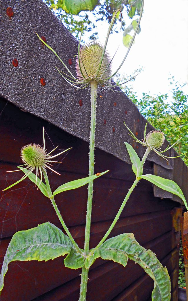 Teasels | Adkins History